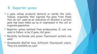 Genetic requirement for transgenic fish development | PPT