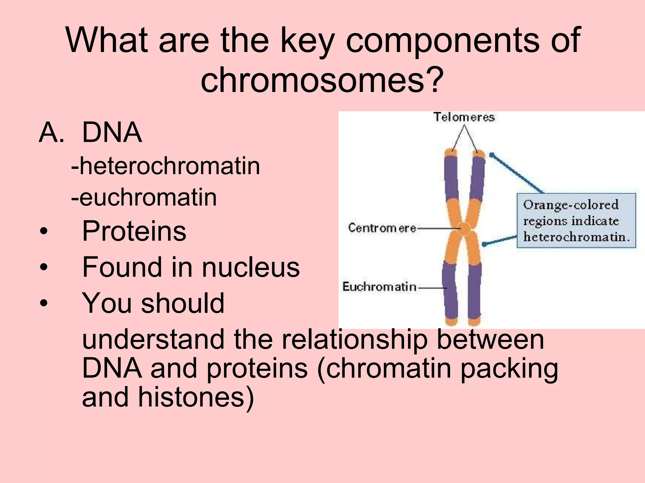 IB Biology Genetics | PPT
