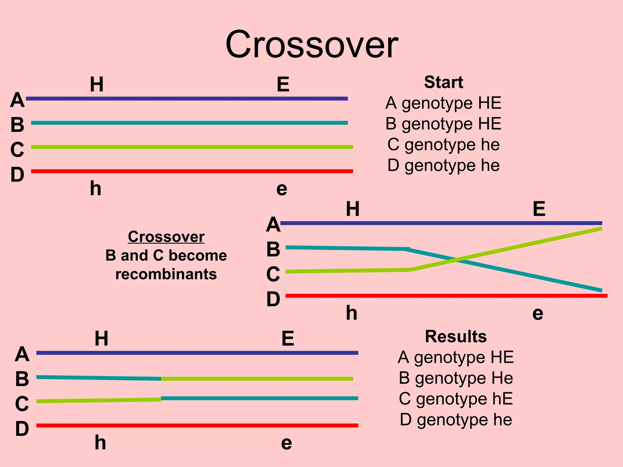IB Biology Genetics | PPT