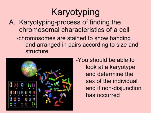 IB Biology Genetics | PPT