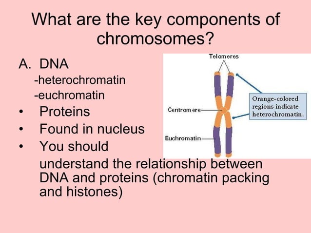 IB Biology Genetics | PPT