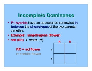 Codominance Examples Punnett Square