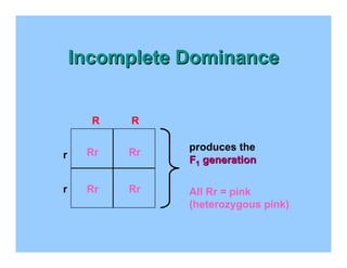 Incomplete Dominance Punnett Square
