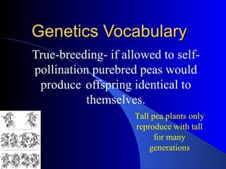 Genetics | PPT