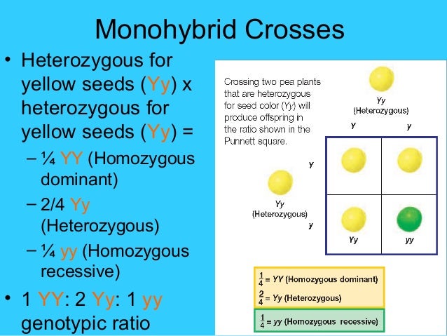 Homozygous Vs Heterozygous Punnett Square