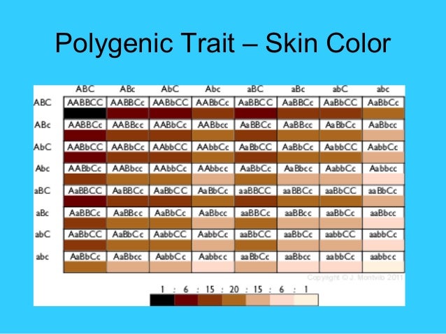 Polygenic Inheritance Skin Color