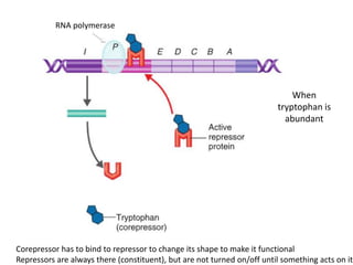 4 - Genetics | PPTX