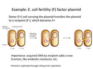 4 - Genetics | PPTX