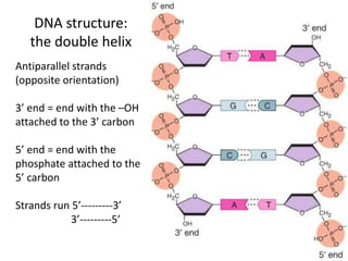 4 - Genetics | PPTX