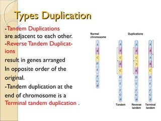 Genetics | PPT
