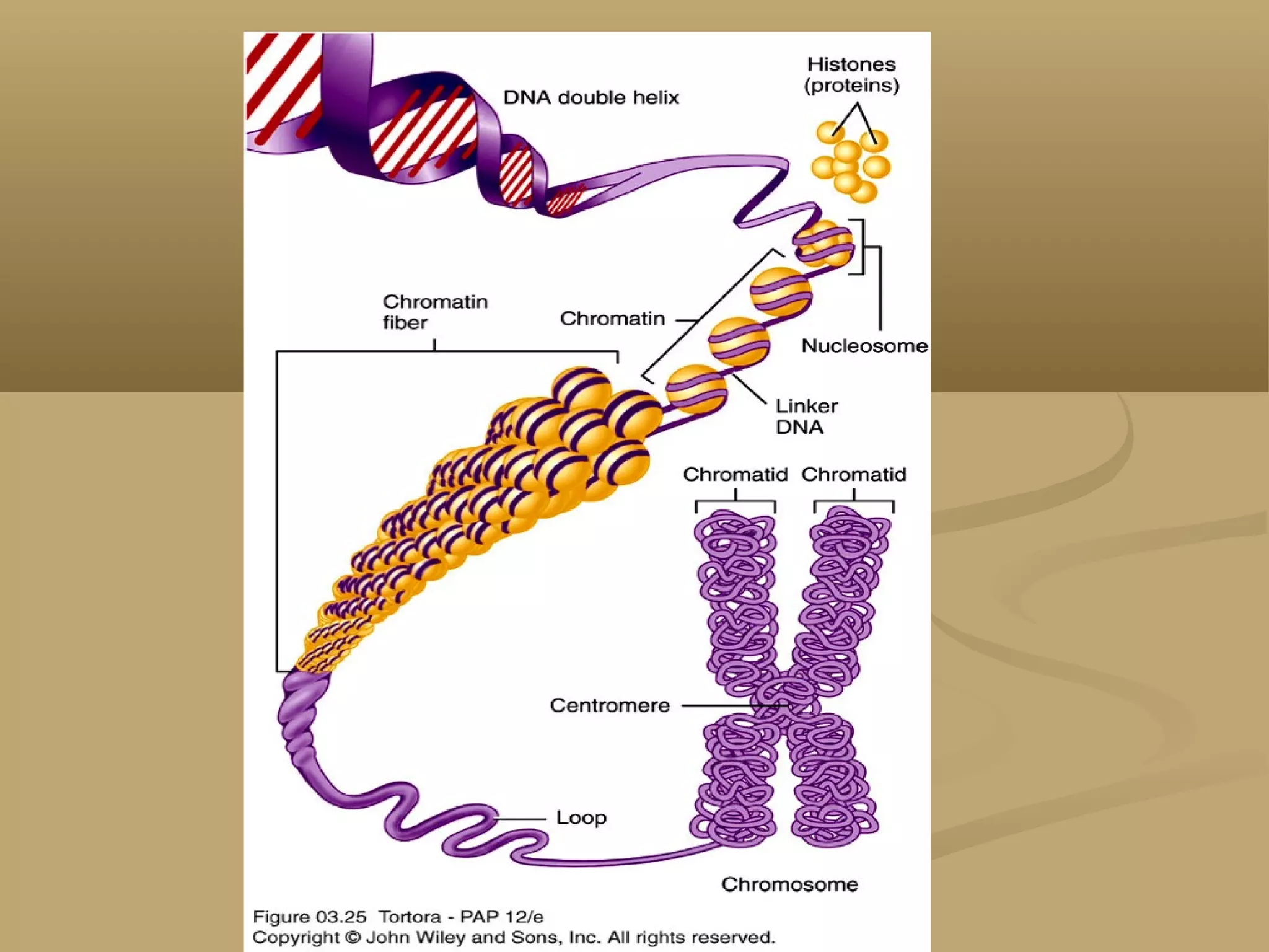 Genetics | PPT