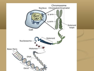 Genetics | PPT