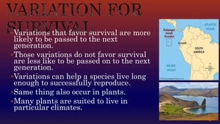 Variations over time / Charles Darwin Theory / Grade 6 Science | PPTX