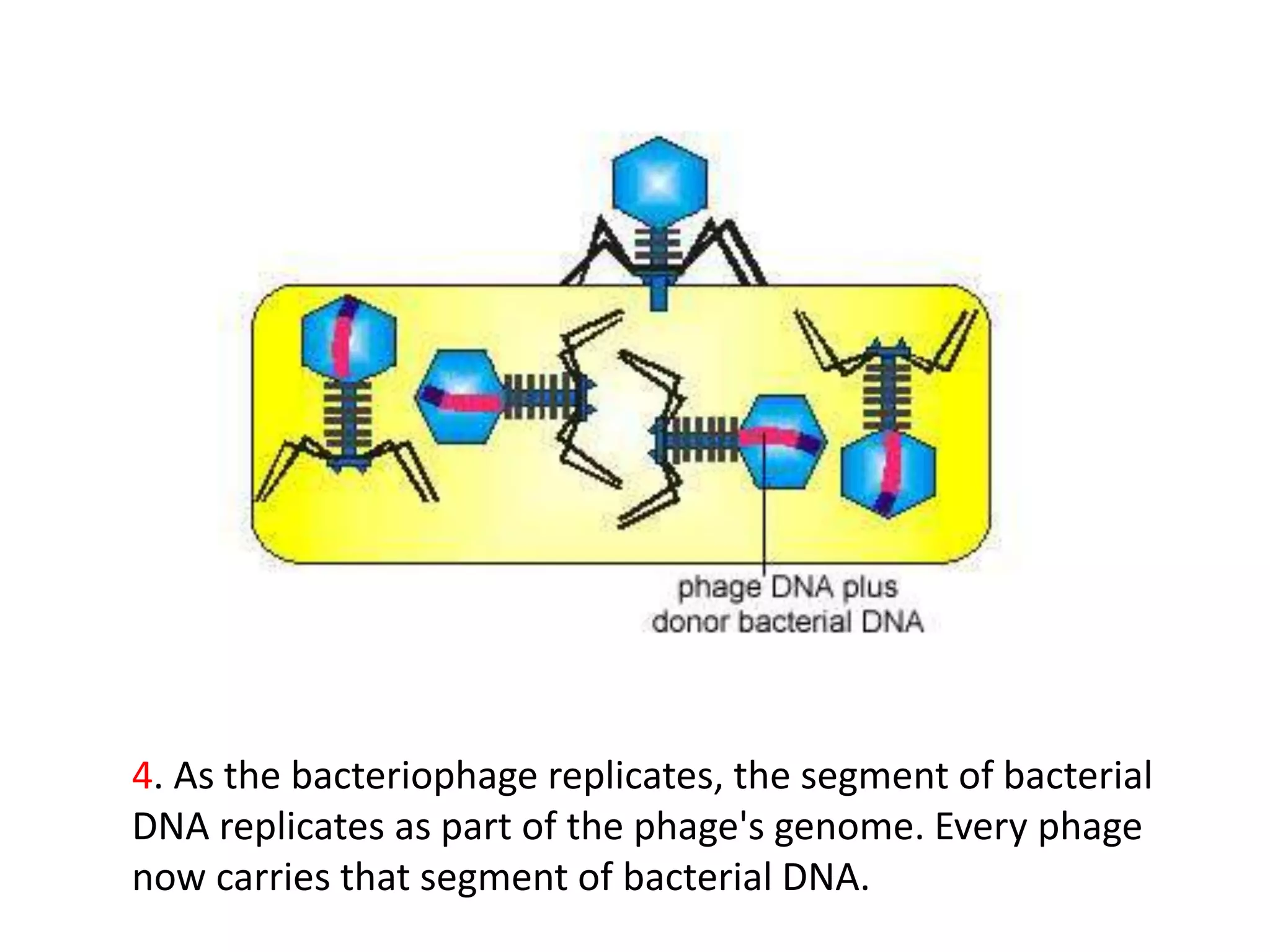 BACTERIAL RECOMBINATION, PLASMIDS AND EPISOMES | PPTX