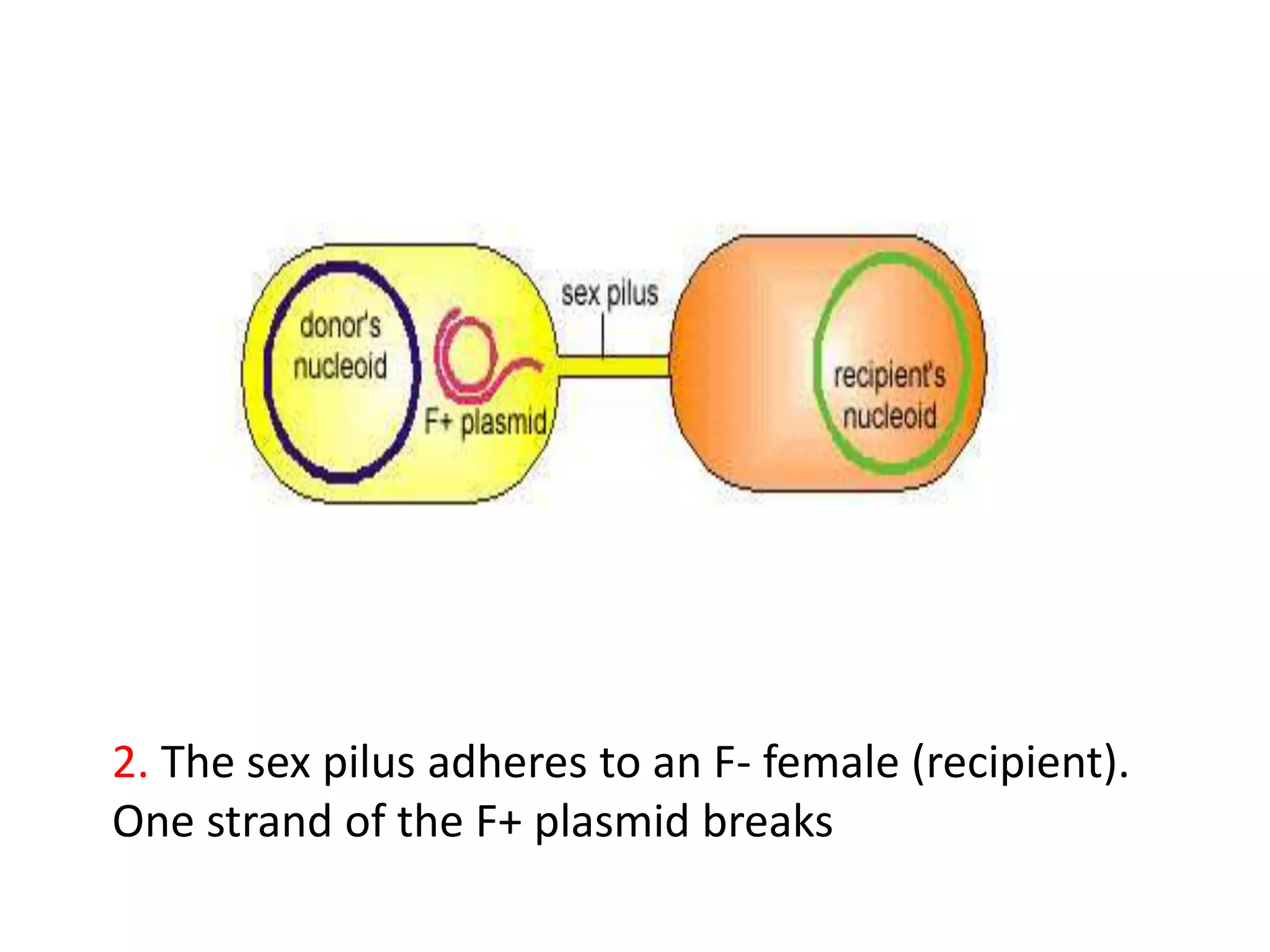 BACTERIAL RECOMBINATION, PLASMIDS AND EPISOMES | PPTX