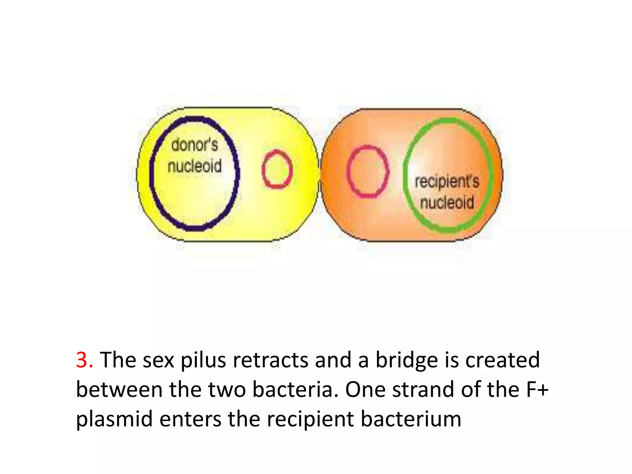 BACTERIAL RECOMBINATION, PLASMIDS AND EPISOMES | PPTX