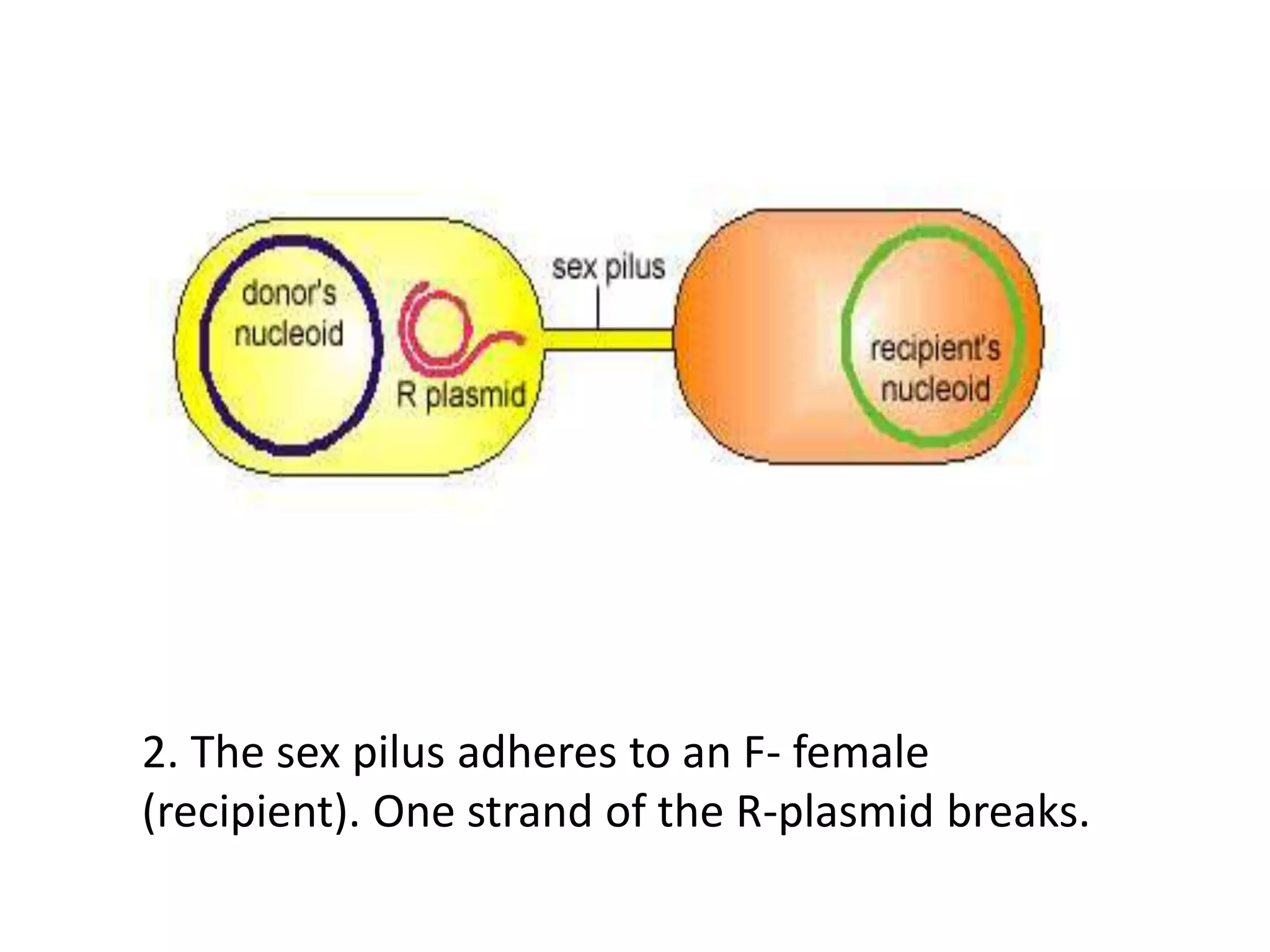 BACTERIAL RECOMBINATION, PLASMIDS AND EPISOMES | PPTX