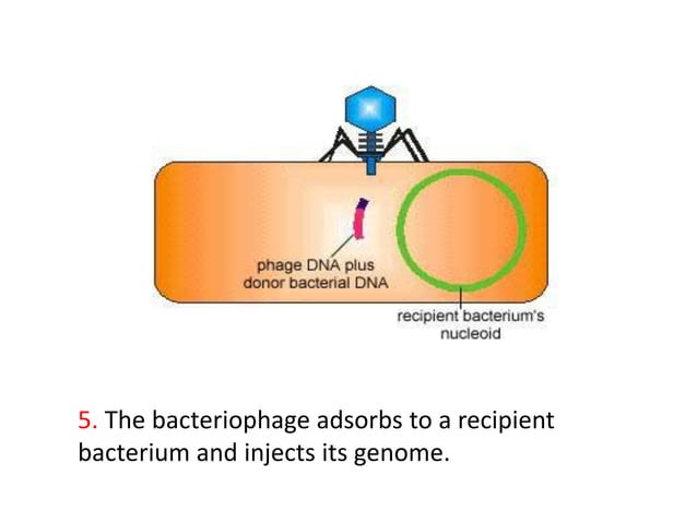 BACTERIAL RECOMBINATION, PLASMIDS AND EPISOMES | PPTX