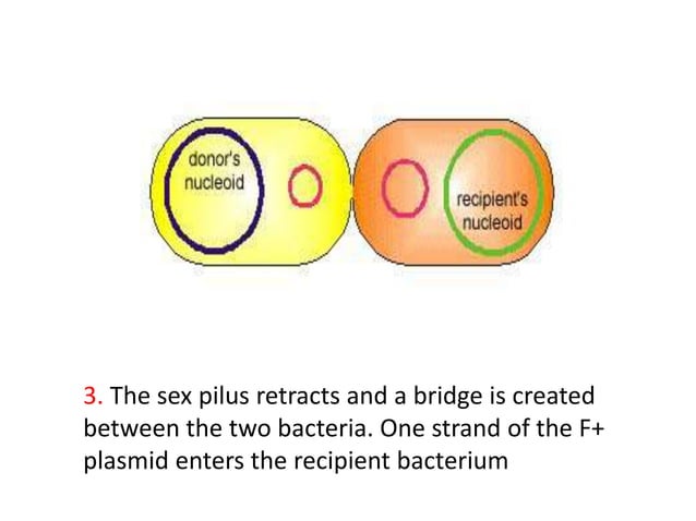 BACTERIAL RECOMBINATION, PLASMIDS AND EPISOMES | PPTX