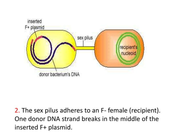BACTERIAL RECOMBINATION, PLASMIDS AND EPISOMES | PPTX