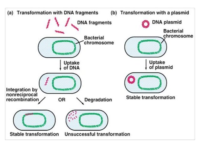 BACTERIAL RECOMBINATION, PLASMIDS AND EPISOMES