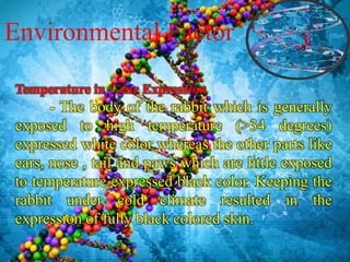 environmental influence on gene expression | PPTX