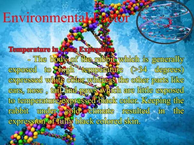 environmental influence on gene expression | PPTX | Genetics | Science