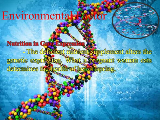 environmental influence on gene expression | PPT