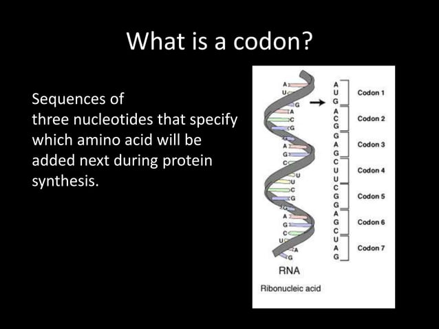 Genetic codons | PPTX