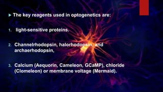 optogenetics | PPTX