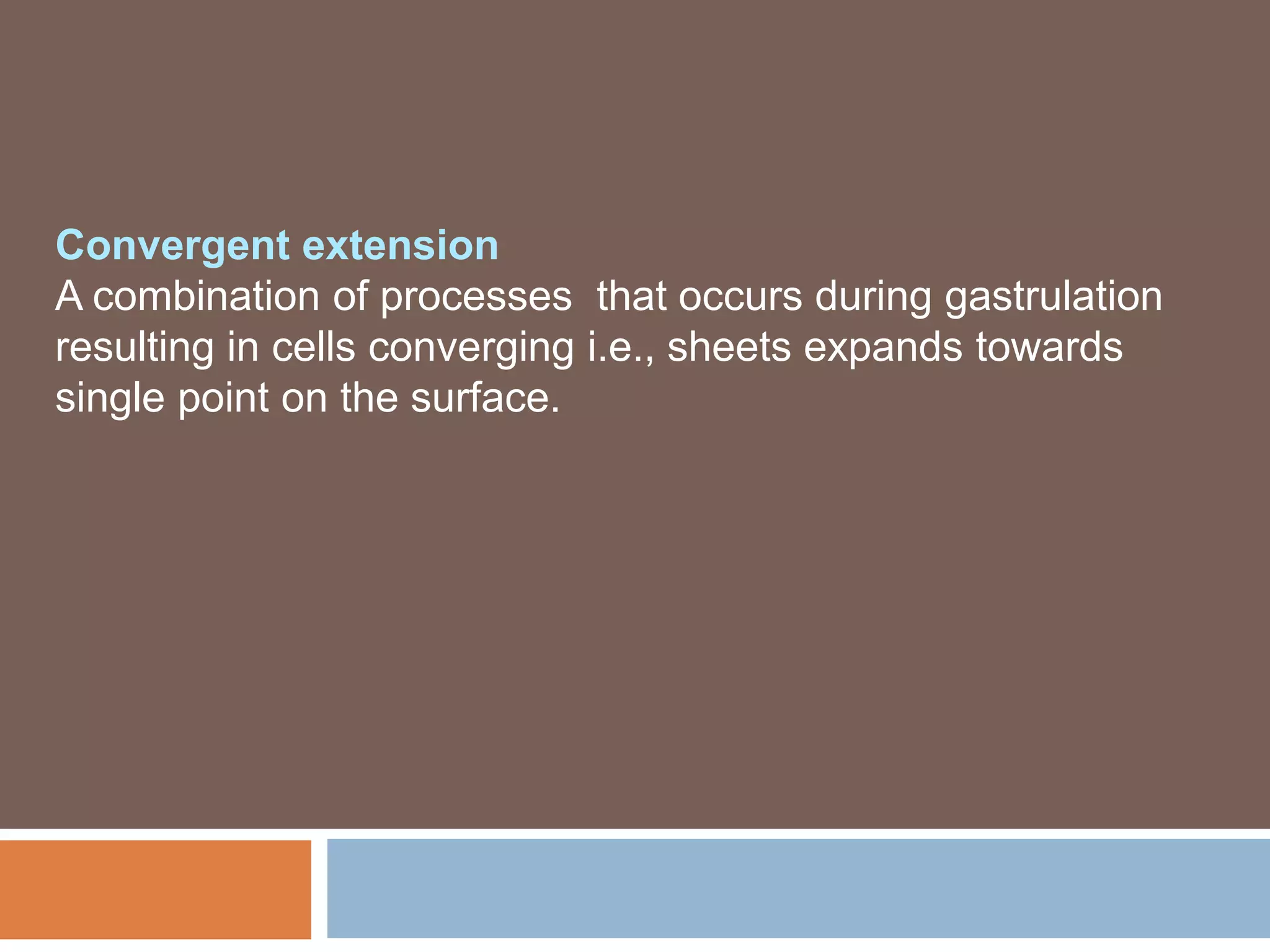 morphogenetic movements-developmental biology | PPTX
