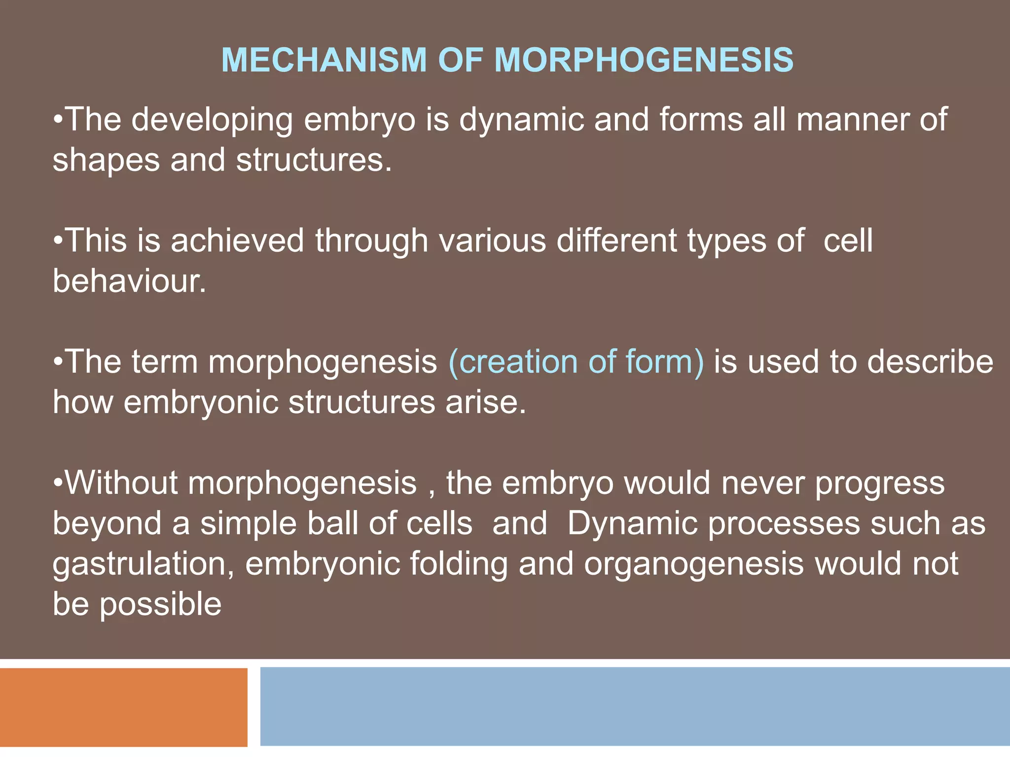 morphogenetic movements-developmental biology | PPTX