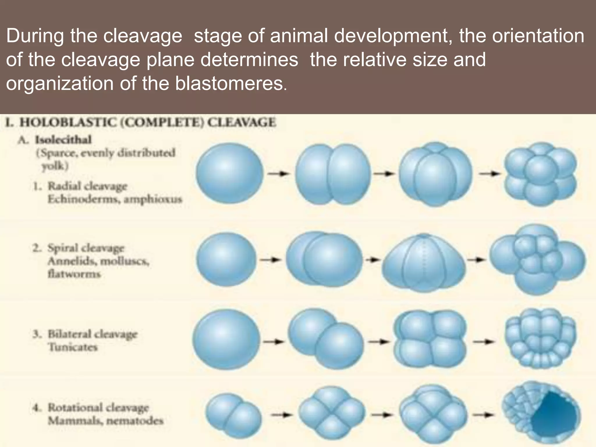 morphogenetic movements-developmental biology | PPTX