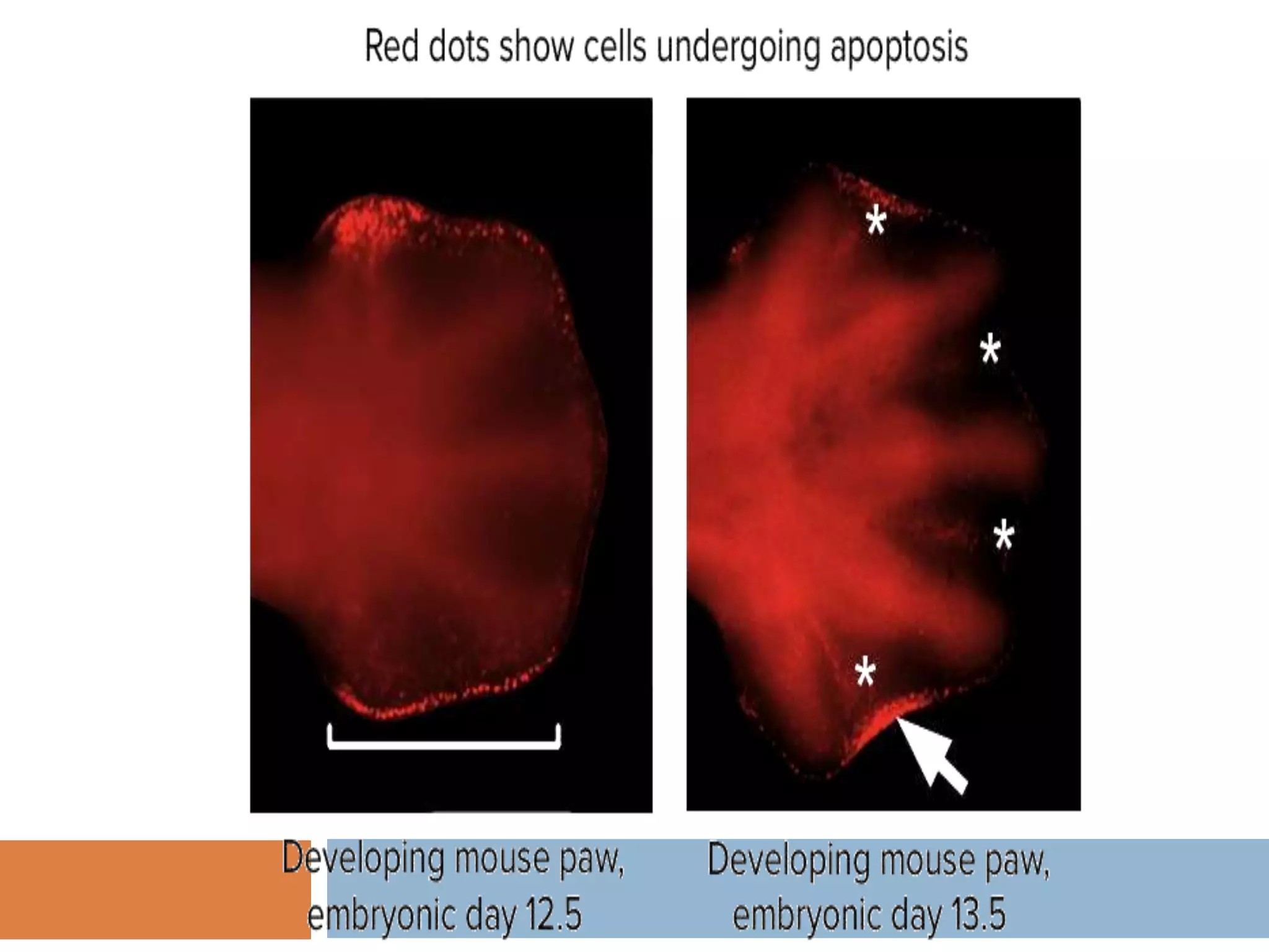 morphogenetic movements-developmental biology | PPTX