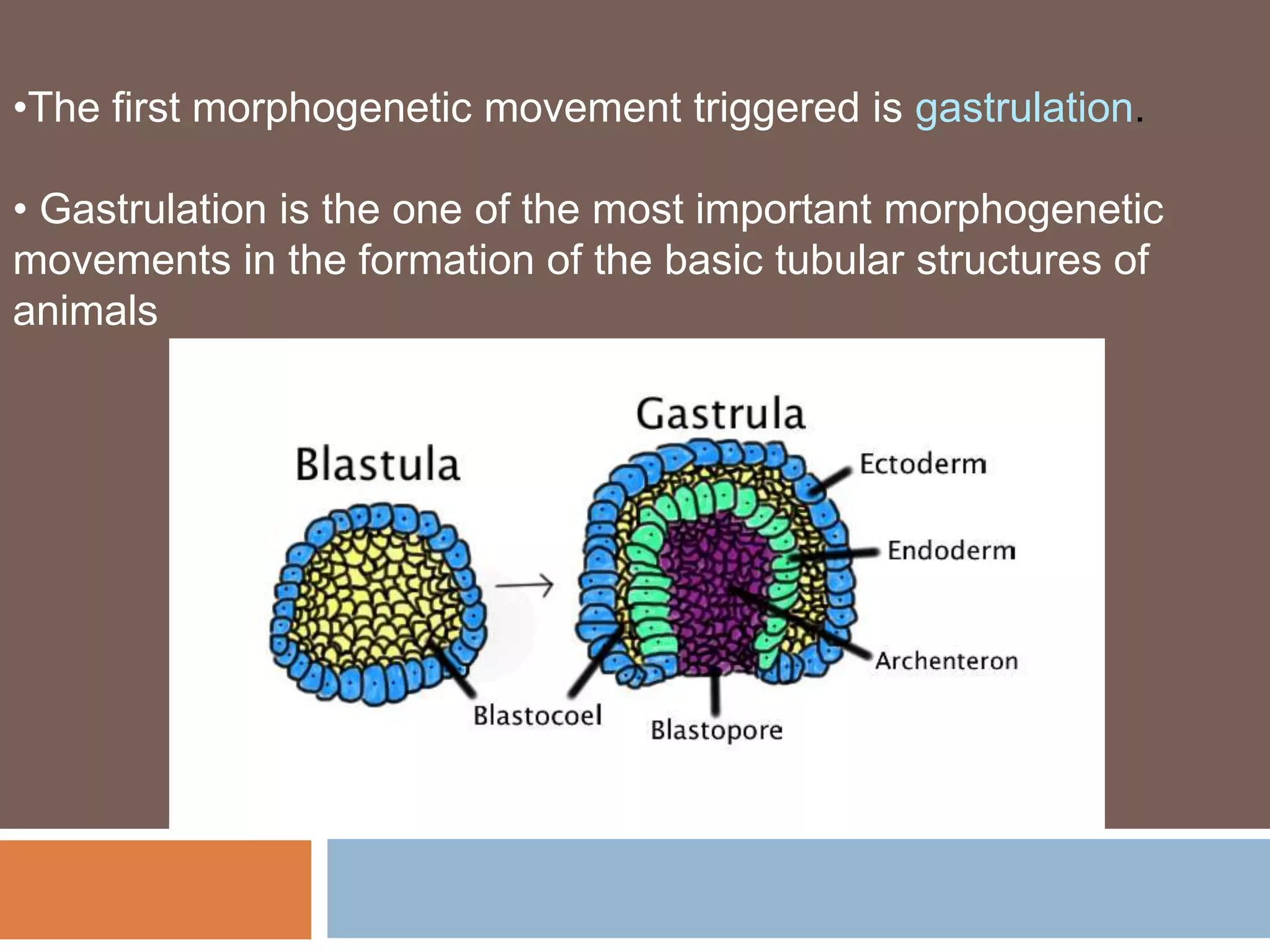 morphogenetic movements-developmental biology | PPTX