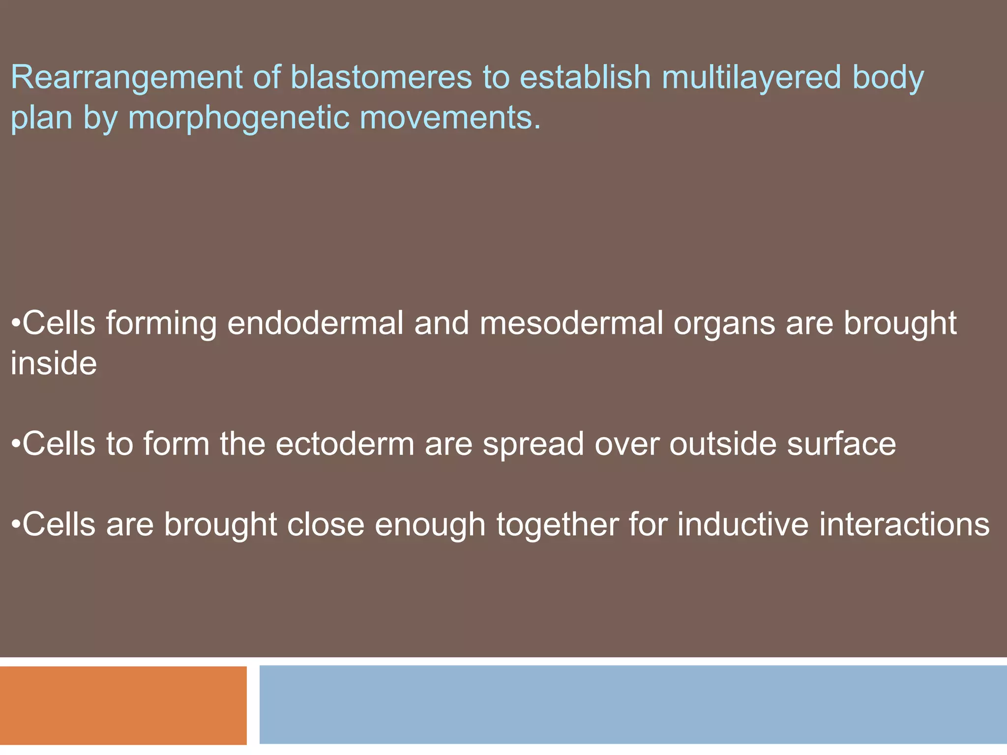 morphogenetic movements-developmental biology | PPTX