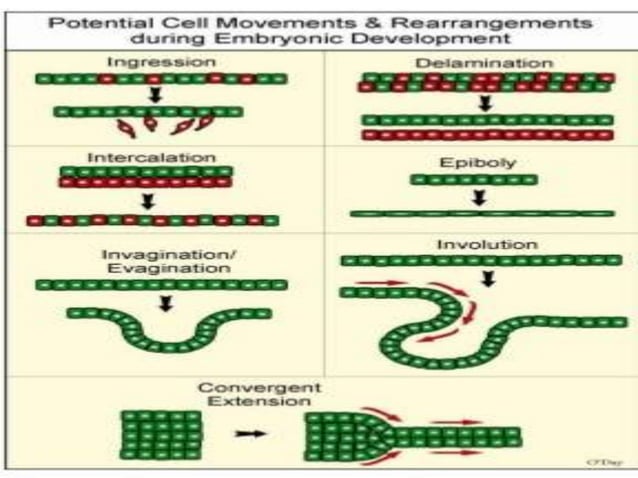 morphogenetic movements-developmental biology