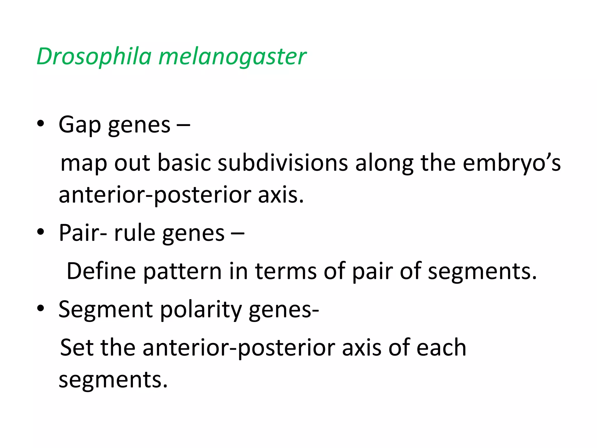pattern formation genes | PPTX