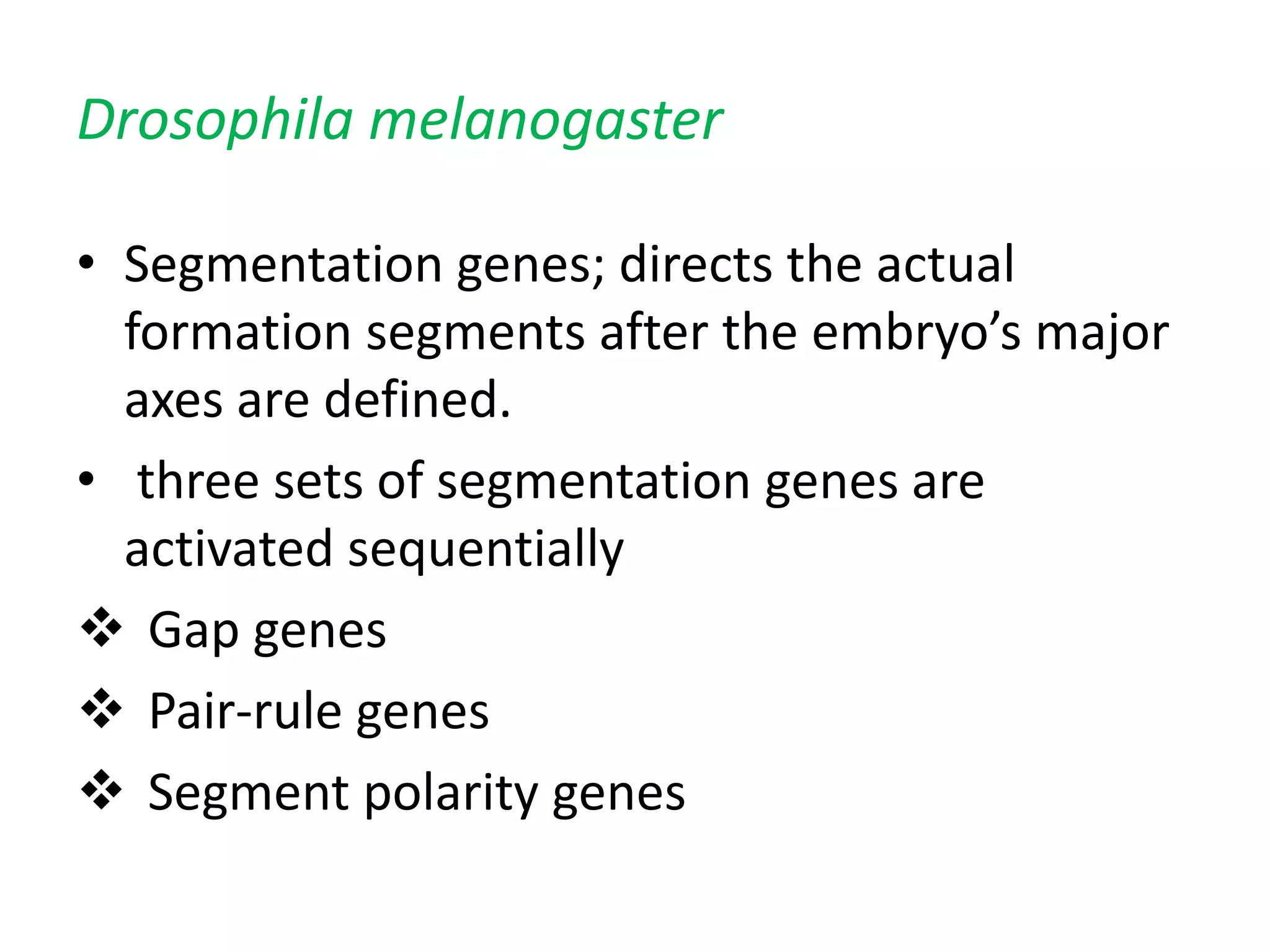 pattern formation genes | PPTX