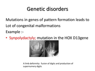 pattern formation genes | PPTX