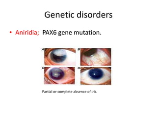 pattern formation genes | PPTX