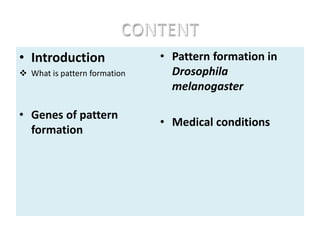 pattern formation genes | PPTX