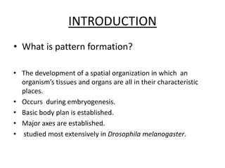 pattern formation genes | PPT
