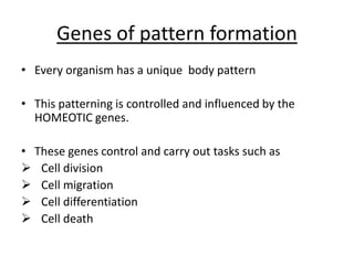 pattern formation genes | PPTX
