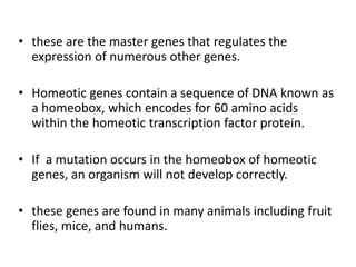 pattern formation genes | PPTX