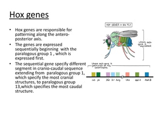 pattern formation genes | PPTX