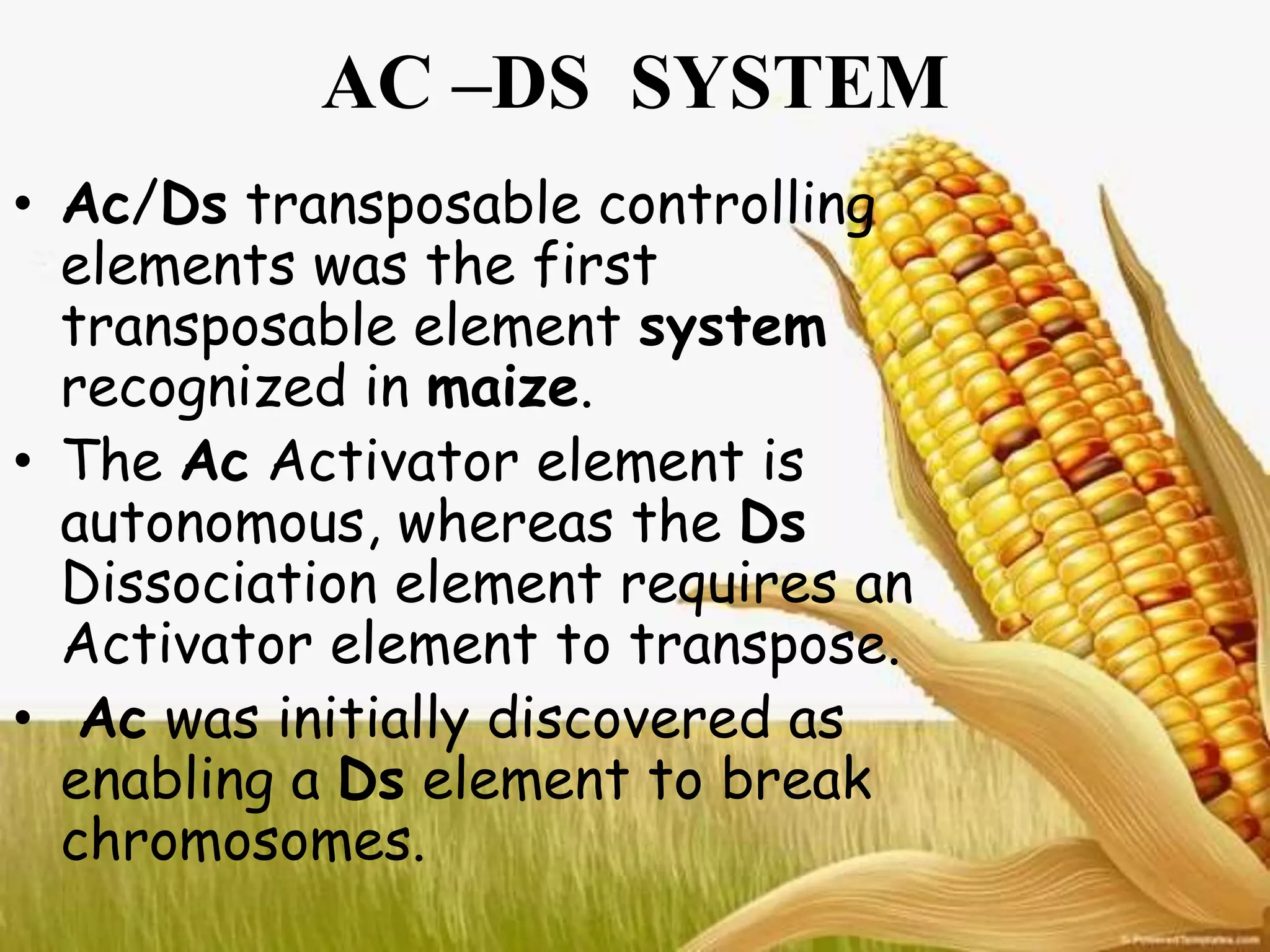 Complementation test; AC-DS System in Maize | PPTX