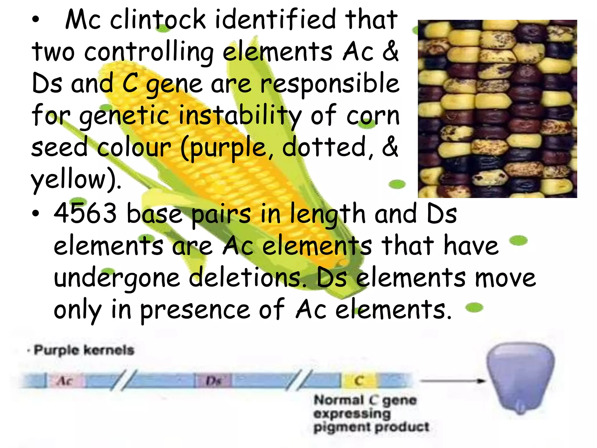 Complementation test; AC-DS System in Maize | PPTX