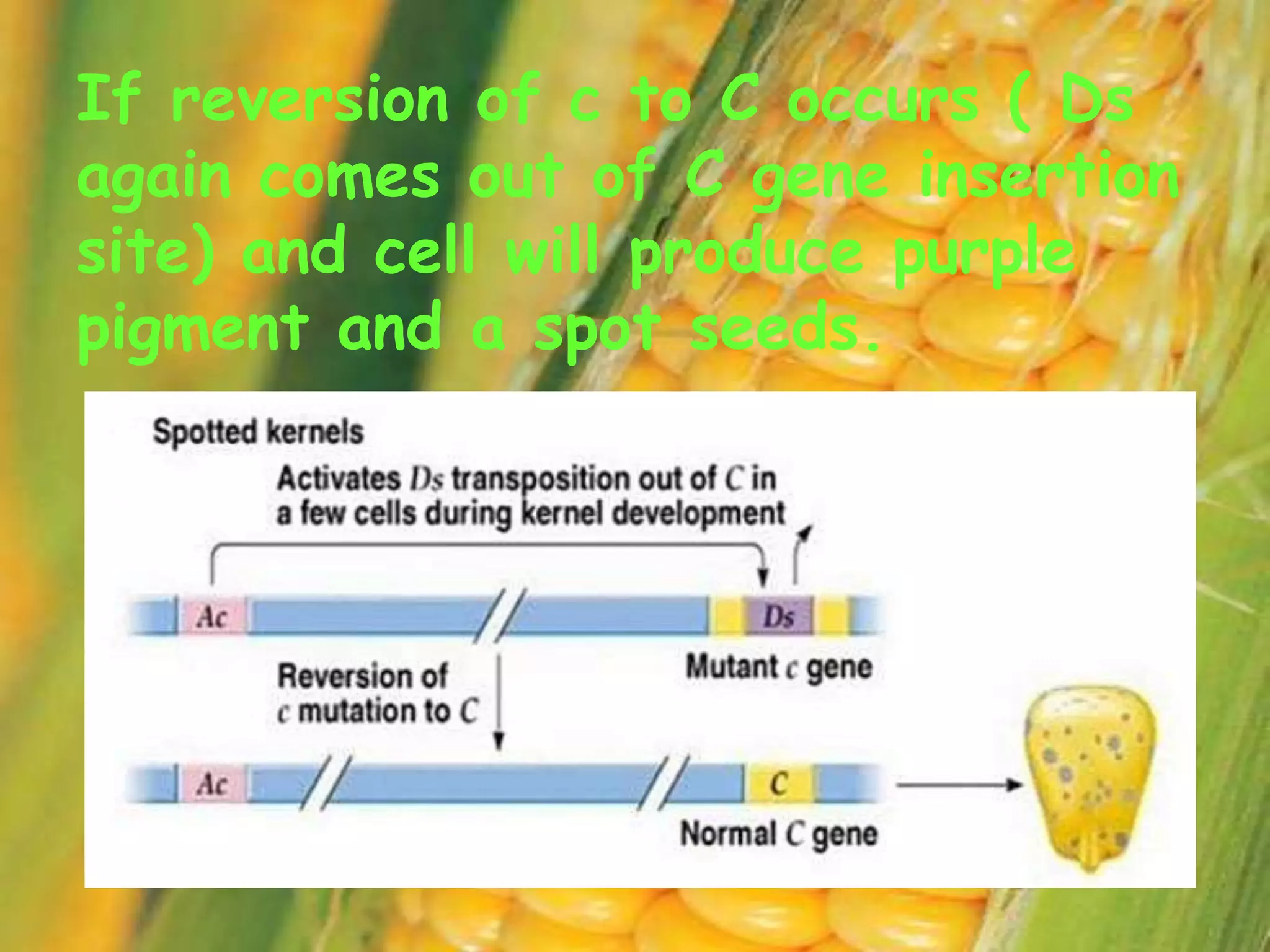 Complementation test; AC-DS System in Maize | PPTX