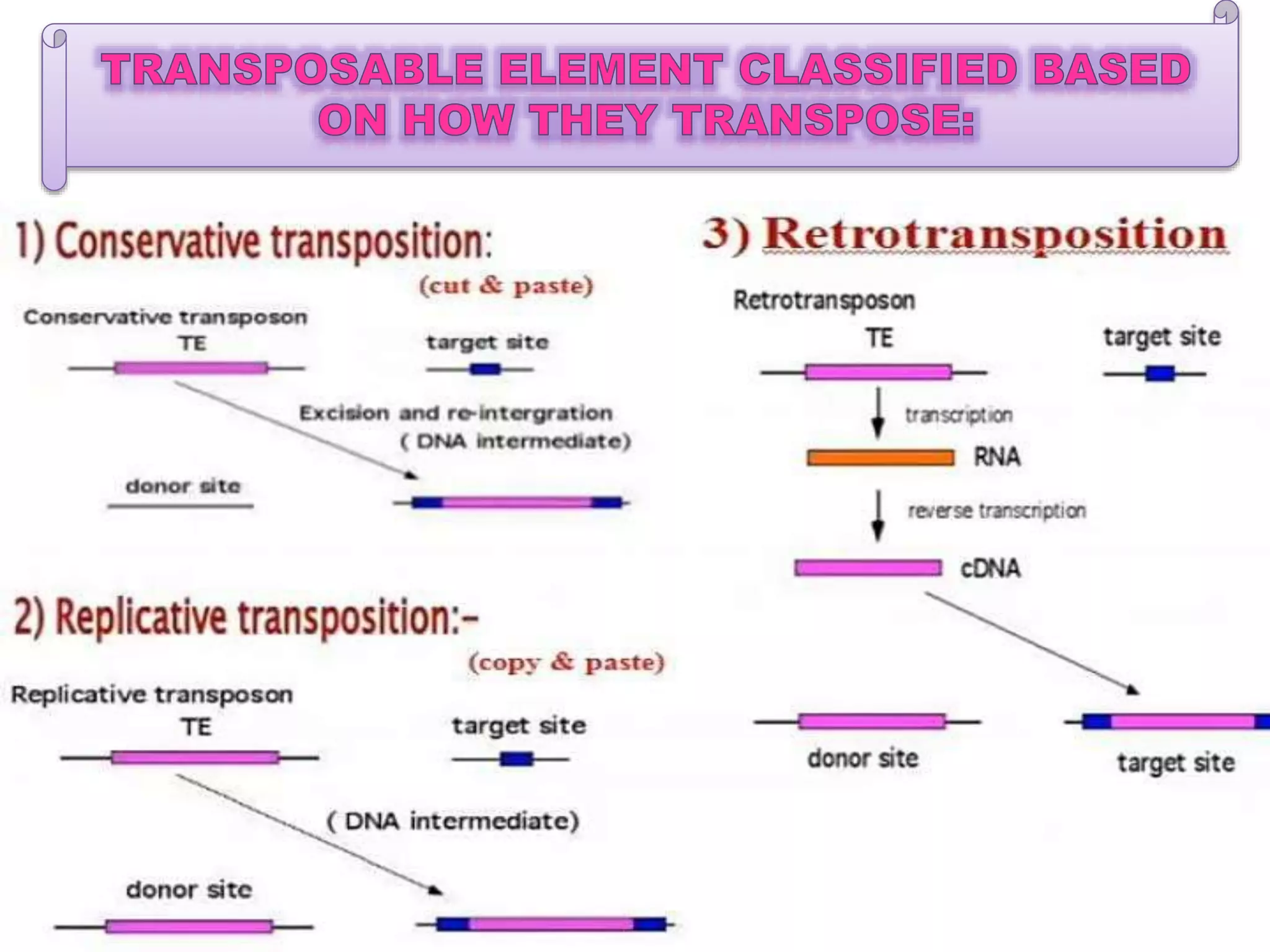 Complementation test; AC-DS System in Maize | PPTX